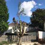 Welcome to Ross Giles – Tree Surgeons covering Dorset