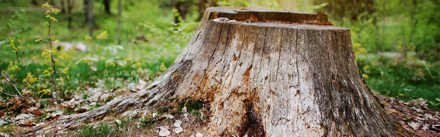 What is the Cost of Removing a Tree Stump? - Welcome to Ross Giles ...