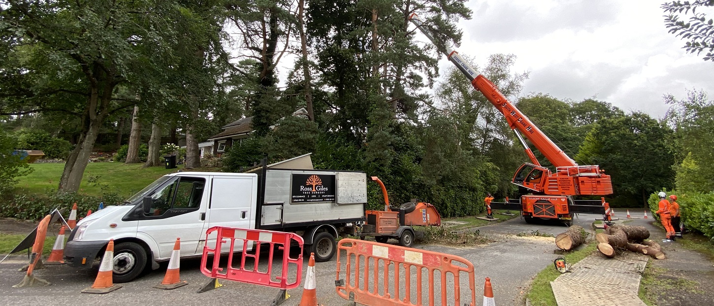 Professional Tree Pruning in Chard – Ross Giles Tree Surgery - Welcome ...